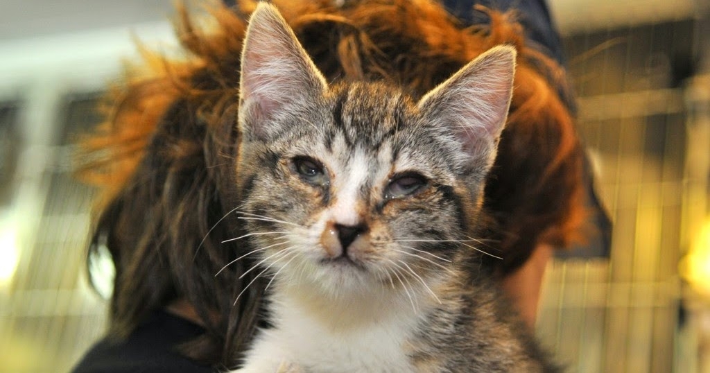 Bệnh Feline Herpesvirus (FHV-1) ở mèo: Triệu chứng & Cách phòng