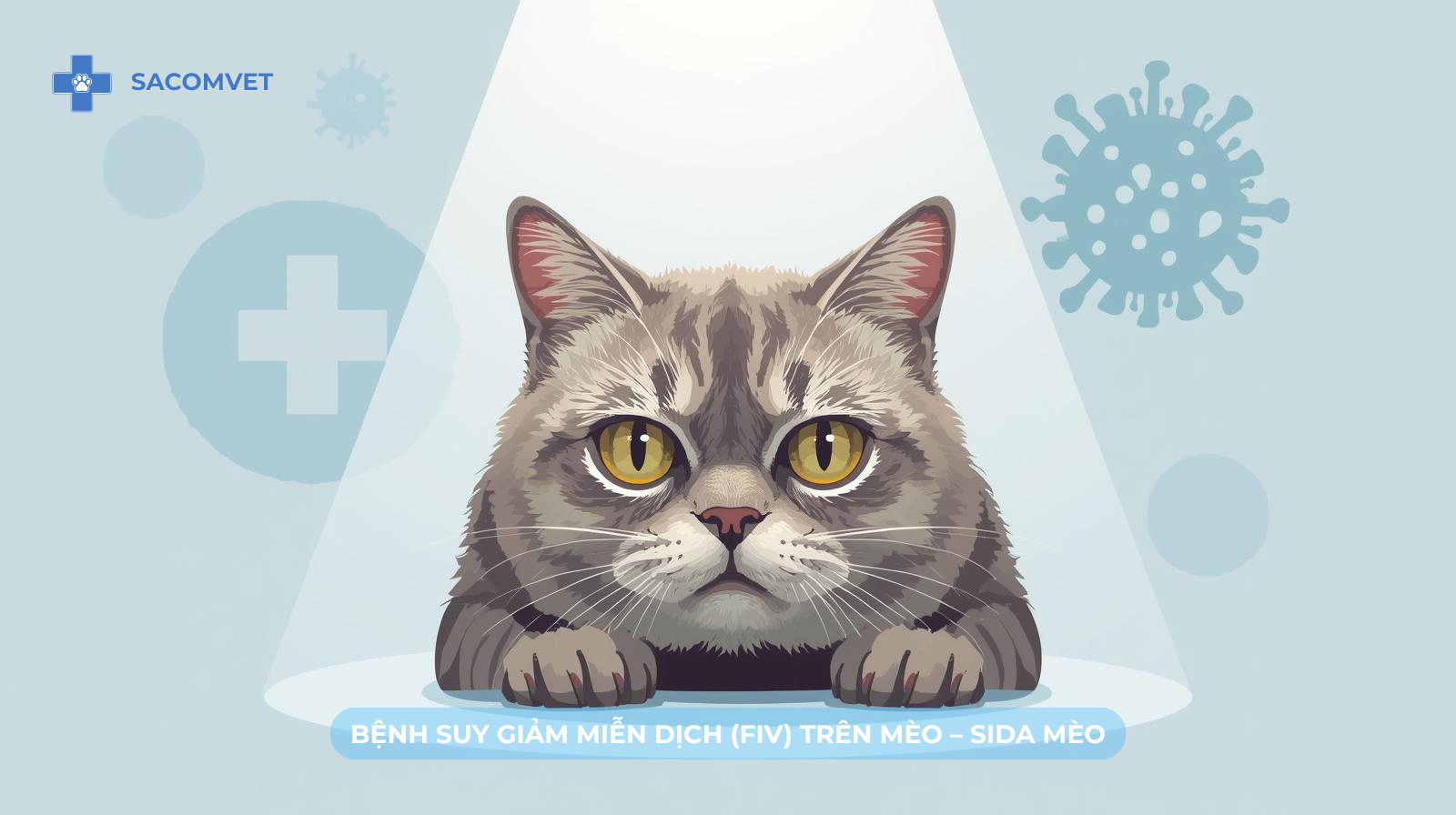 Bệnh suy giảm miễn dịch ở mèo (FIV – Sida mèo): Triệu chứng & Điều trị